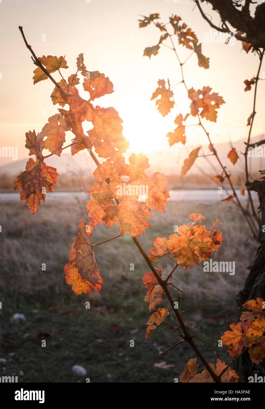Autumn vine leaves. Sunrise and yellow vine leaves. Sunbeams Stock ...