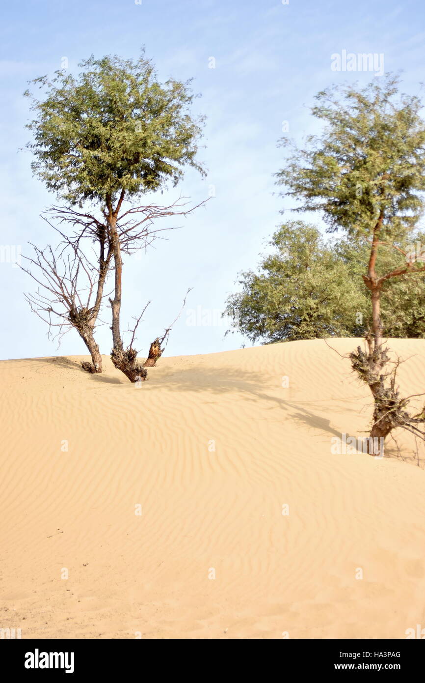 Trees on desert around Dubai with dunes, United Arab Emirates Stock ...