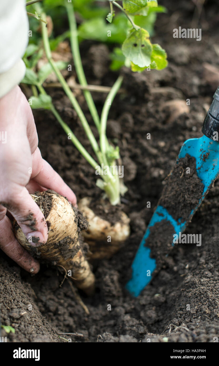 Garden parsnip hi-res stock photography and images - Alamy
