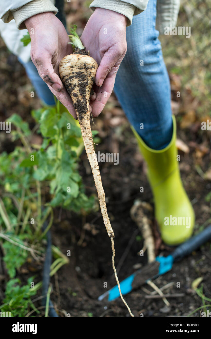 Close up parsnips in the garden. Woman pulls out parsnips Stock Photo ...