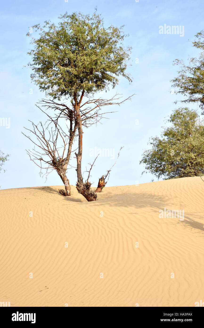 Trees on desert around Dubai with dunes, United Arab Emirates Stock ...