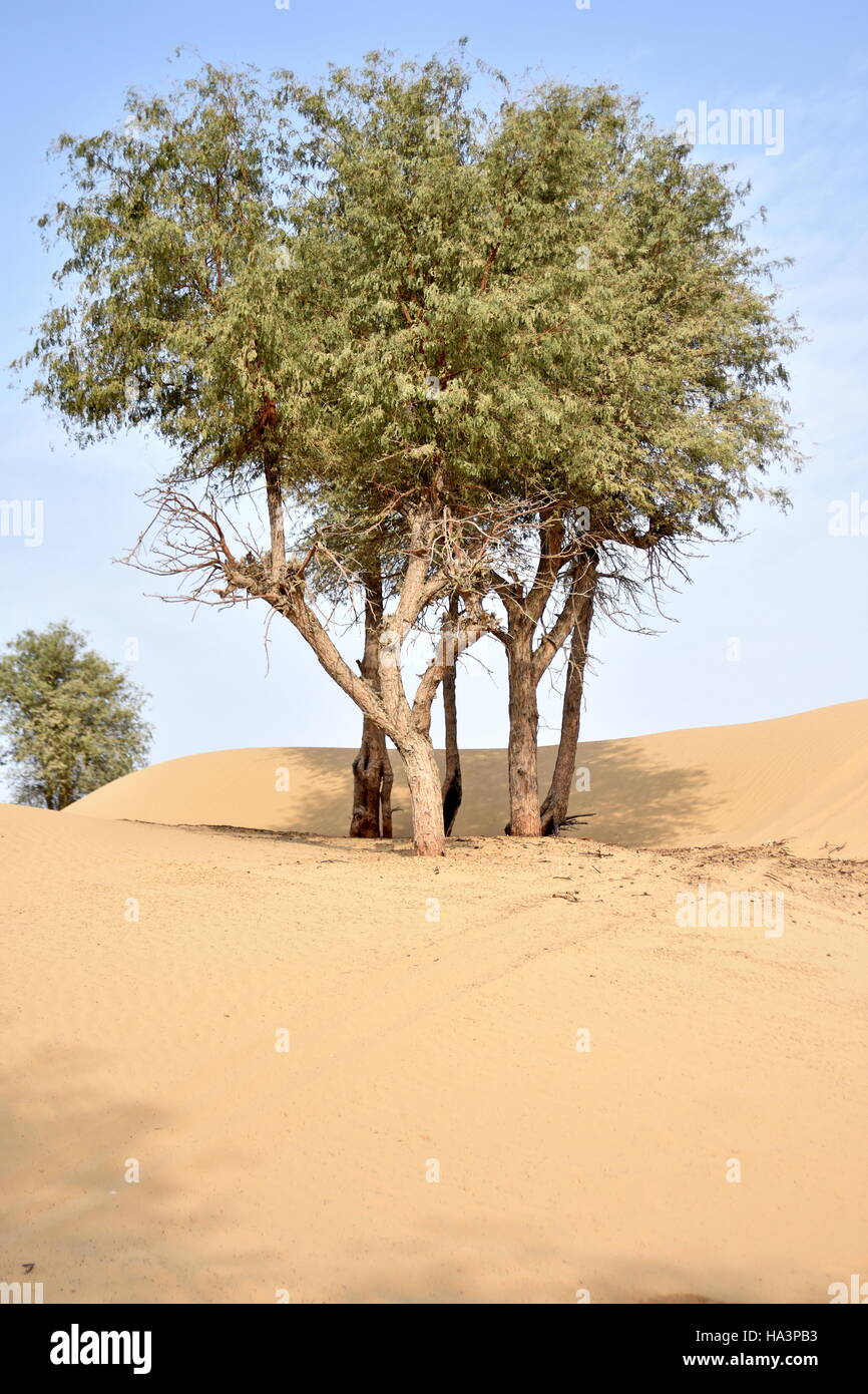 Trees on desert around Dubai with dunes, United Arab Emirates Stock ...