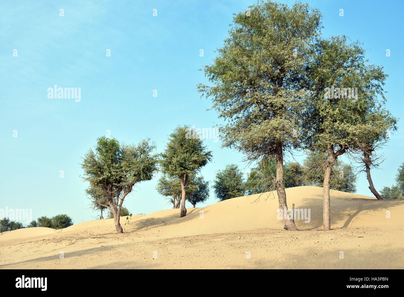 Trees on desert around Dubai with dunes, United Arab Emirates Stock ...