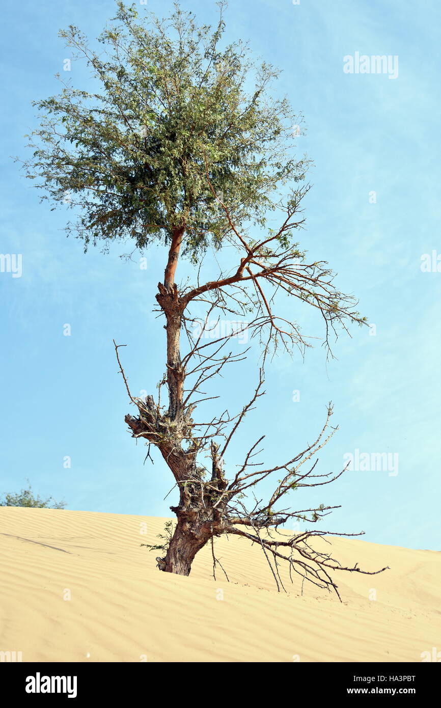 Trees on desert around Dubai with dunes, United Arab Emirates Stock ...