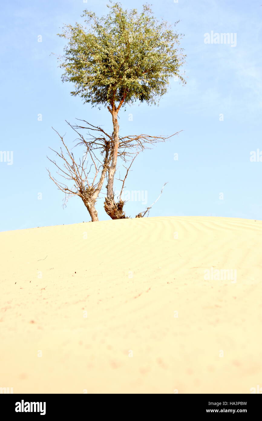 Trees on desert around Dubai with dunes, United Arab Emirates Stock ...