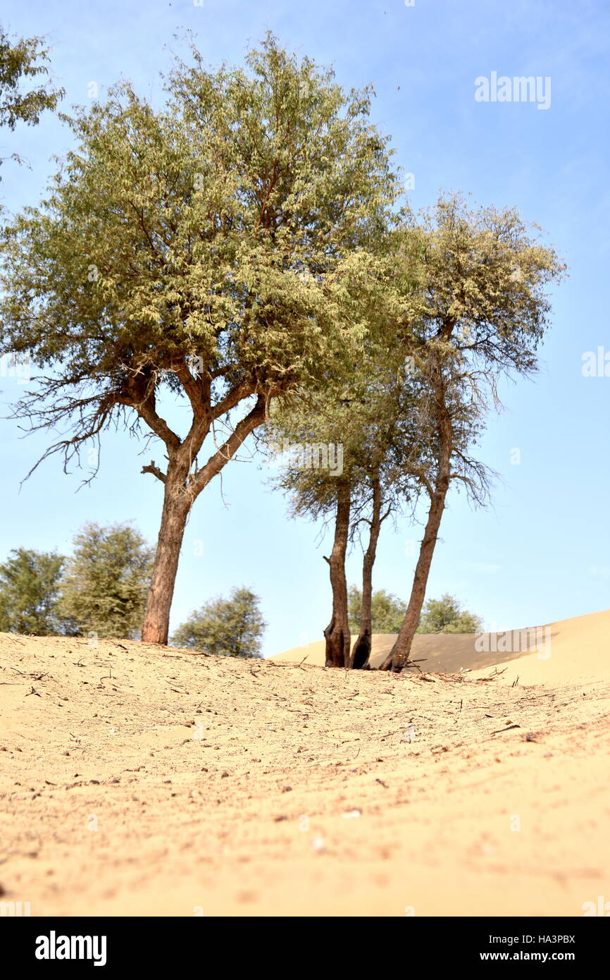 Trees on desert around Dubai with dunes, United Arab Emirates Stock ...