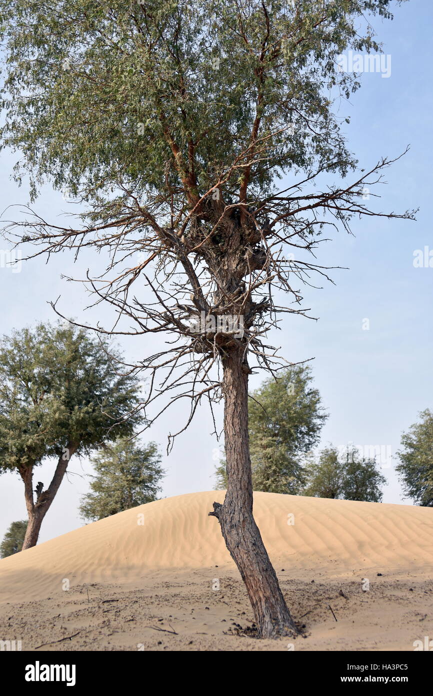 Trees on desert around Dubai with dunes, United Arab Emirates Stock ...
