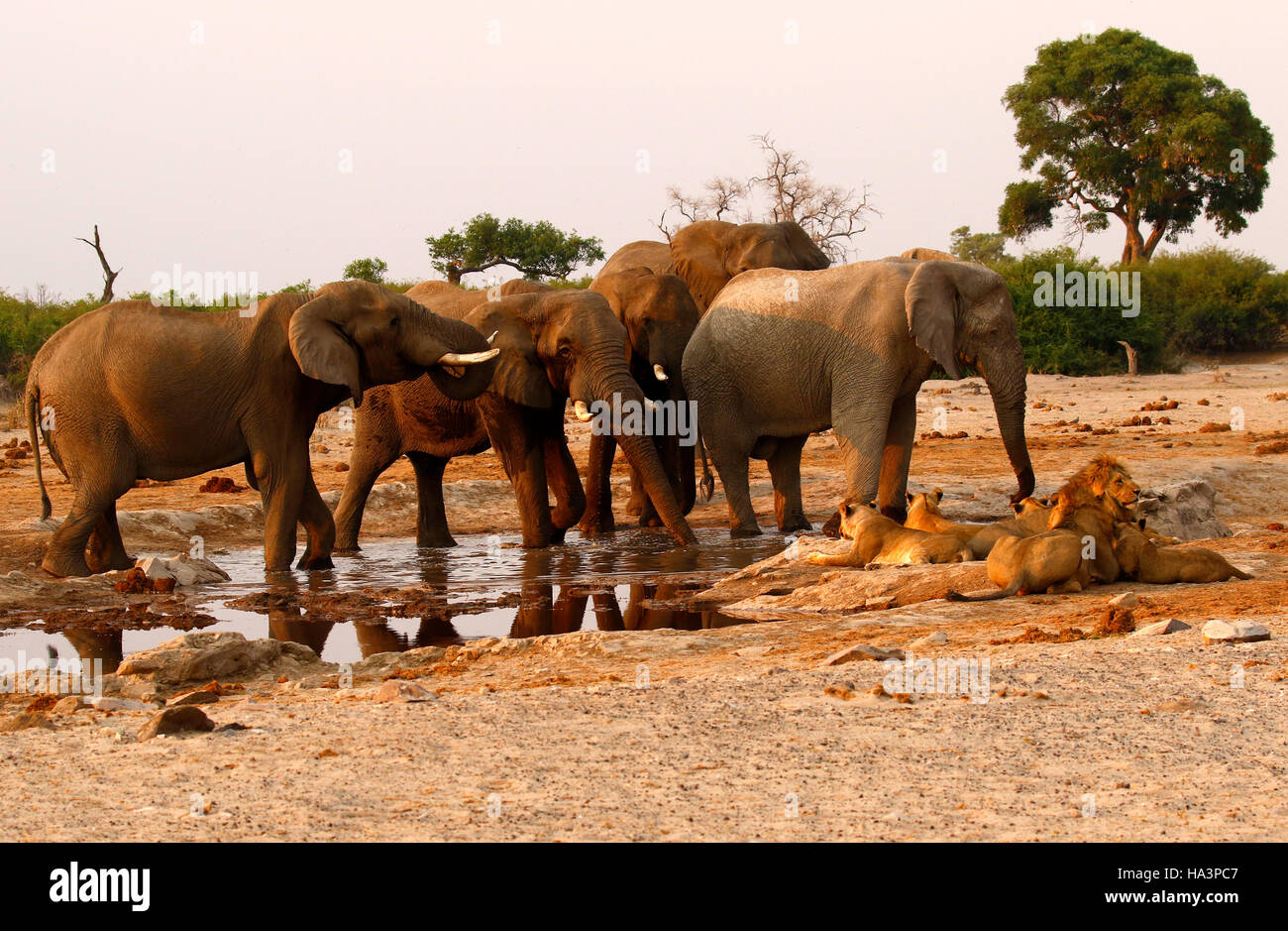 Very young lion cub in the wild hi-res stock photography and images - Alamy