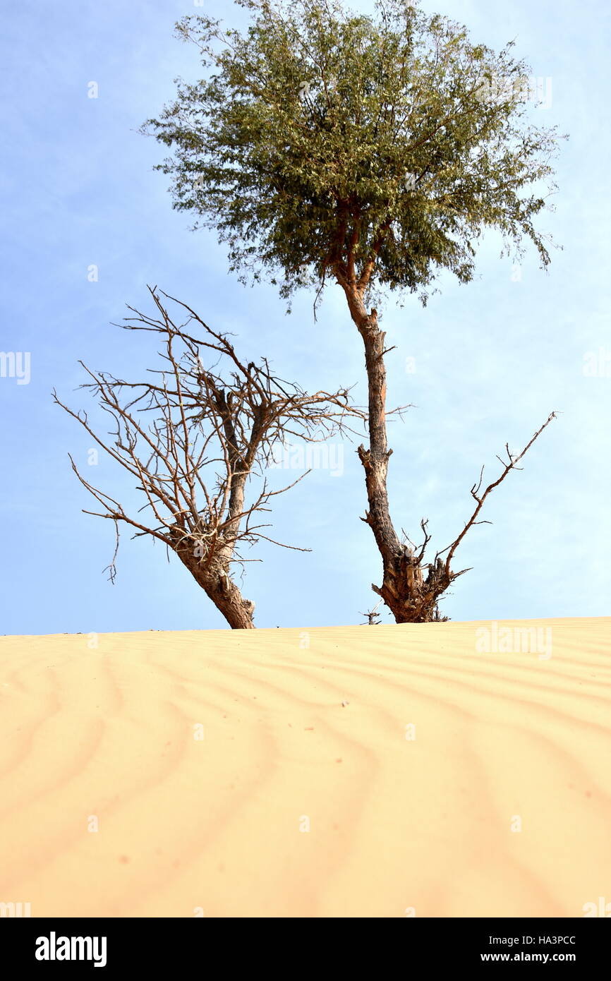 Trees on desert around Dubai with dunes, United Arab Emirates Stock ...
