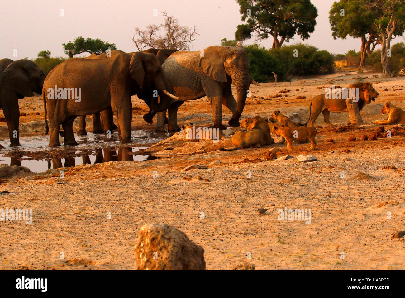 Very young lion cub in the wild hi-res stock photography and images - Alamy