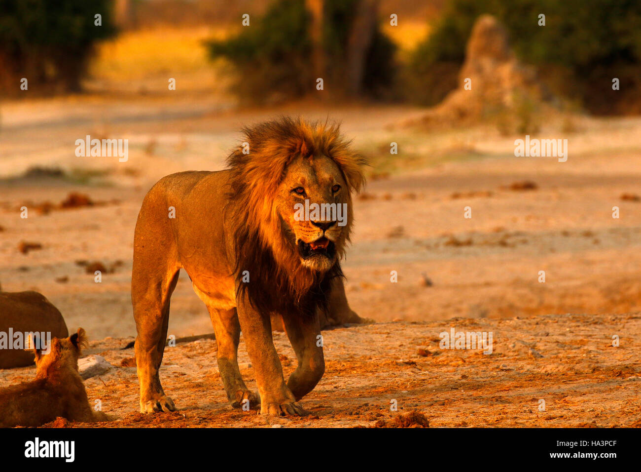 Lions, our regal predator of the African savanna Stock Photo - Alamy