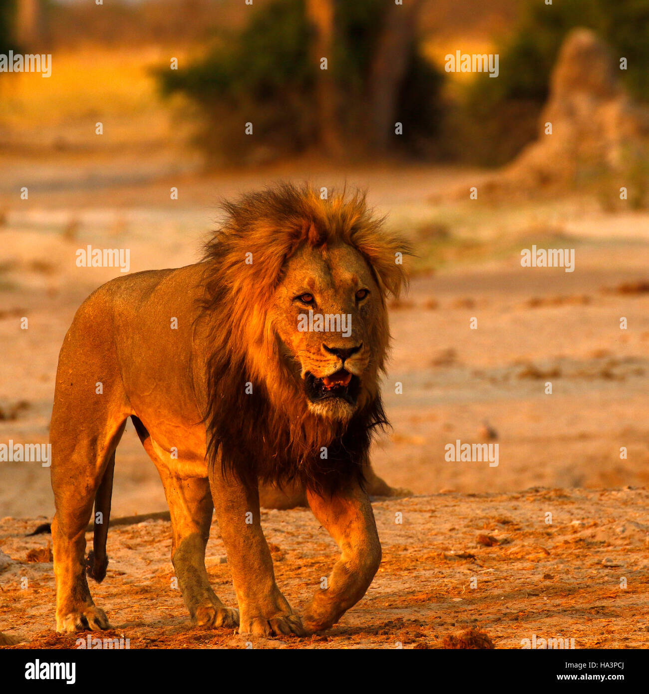 Lions, our regal predator of the African savanna Stock Photo - Alamy