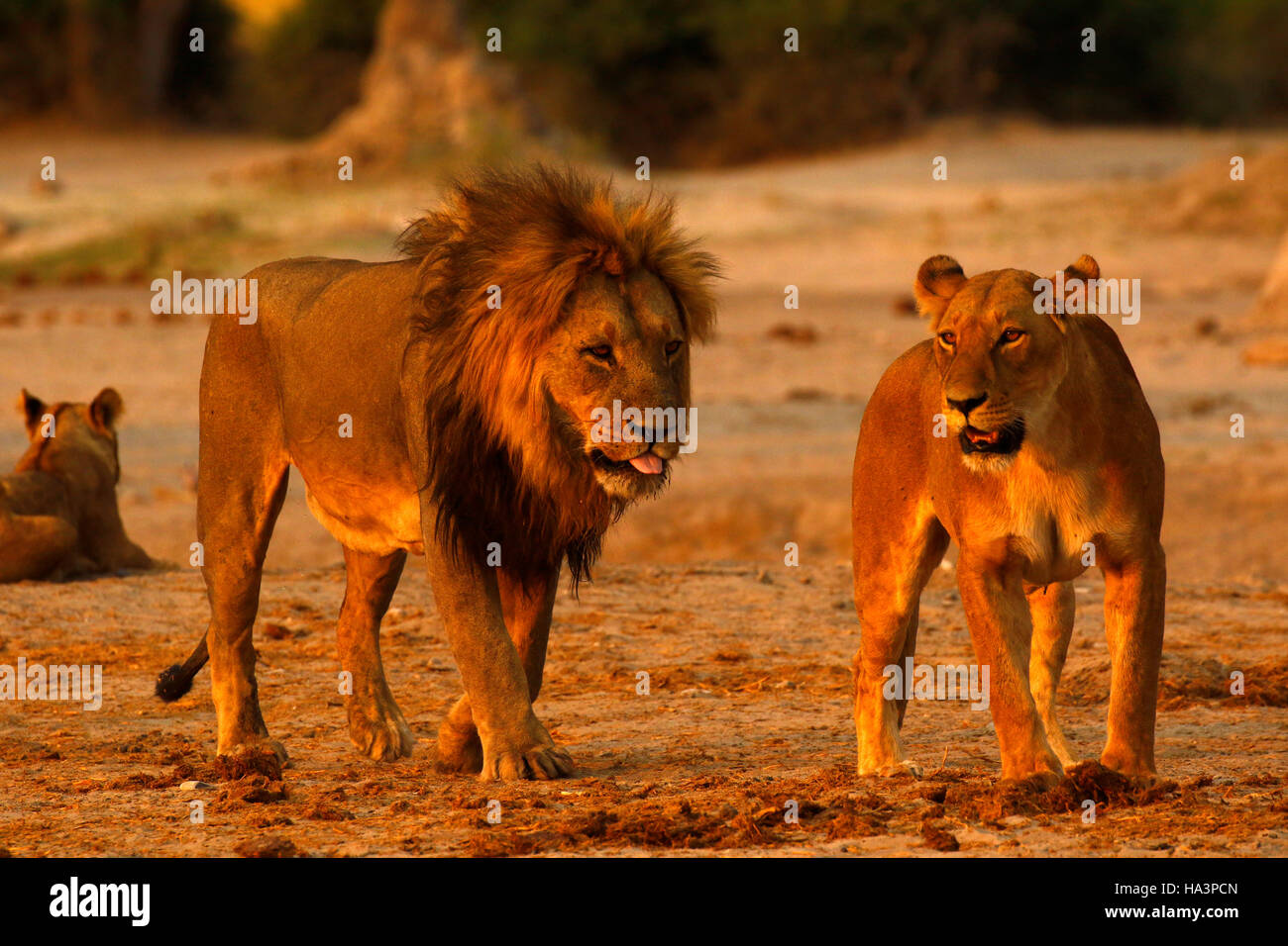 Lions, our regal predator of the African savanna Stock Photo - Alamy