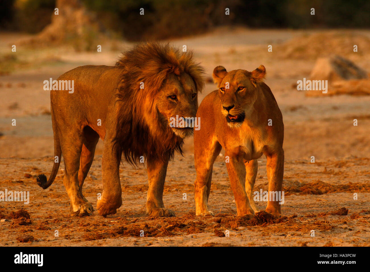 Lions, our regal predator of the African savanna Stock Photo - Alamy