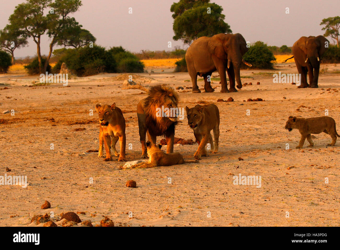 Lions, our regal predator of the African savanna Stock Photo - Alamy