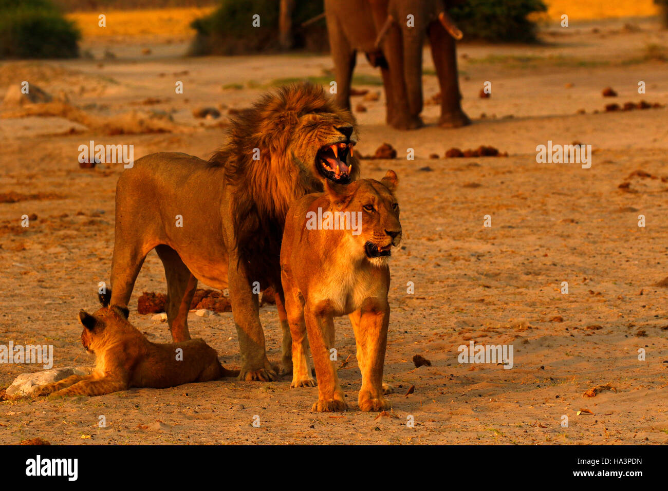 Lions, our regal predator of the African savanna Stock Photo - Alamy