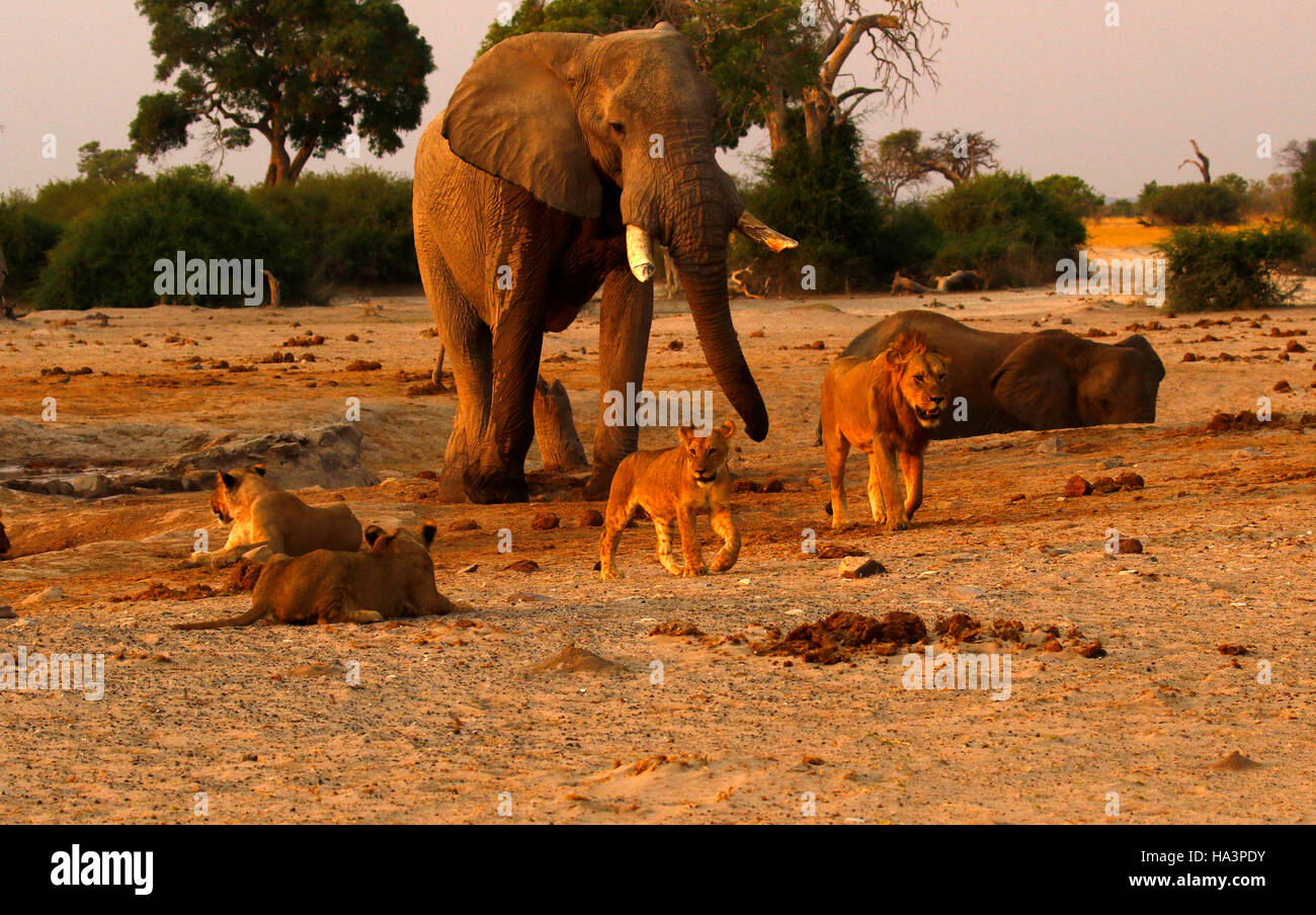 Very young lion cub in the wild hi-res stock photography and images - Alamy