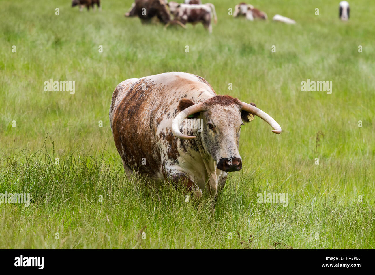 English longhorn hi-res stock photography and images - Alamy