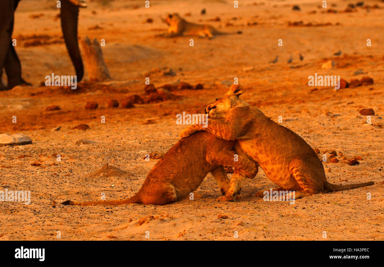 Lions, our regal predator of the African savanna Stock Photo - Alamy