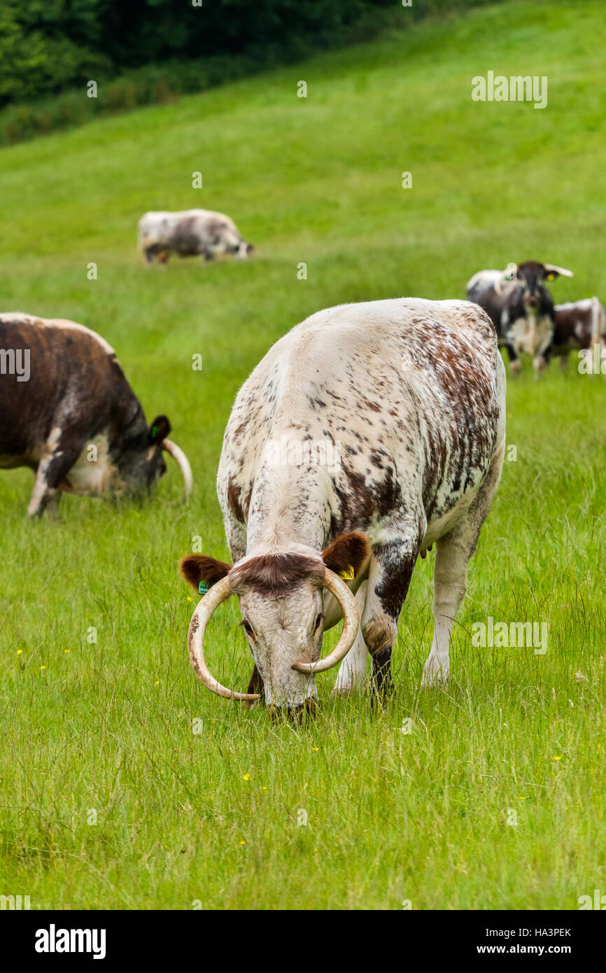 English Longhorn cattle grazing on a green meadow Stock Photo - Alamy
