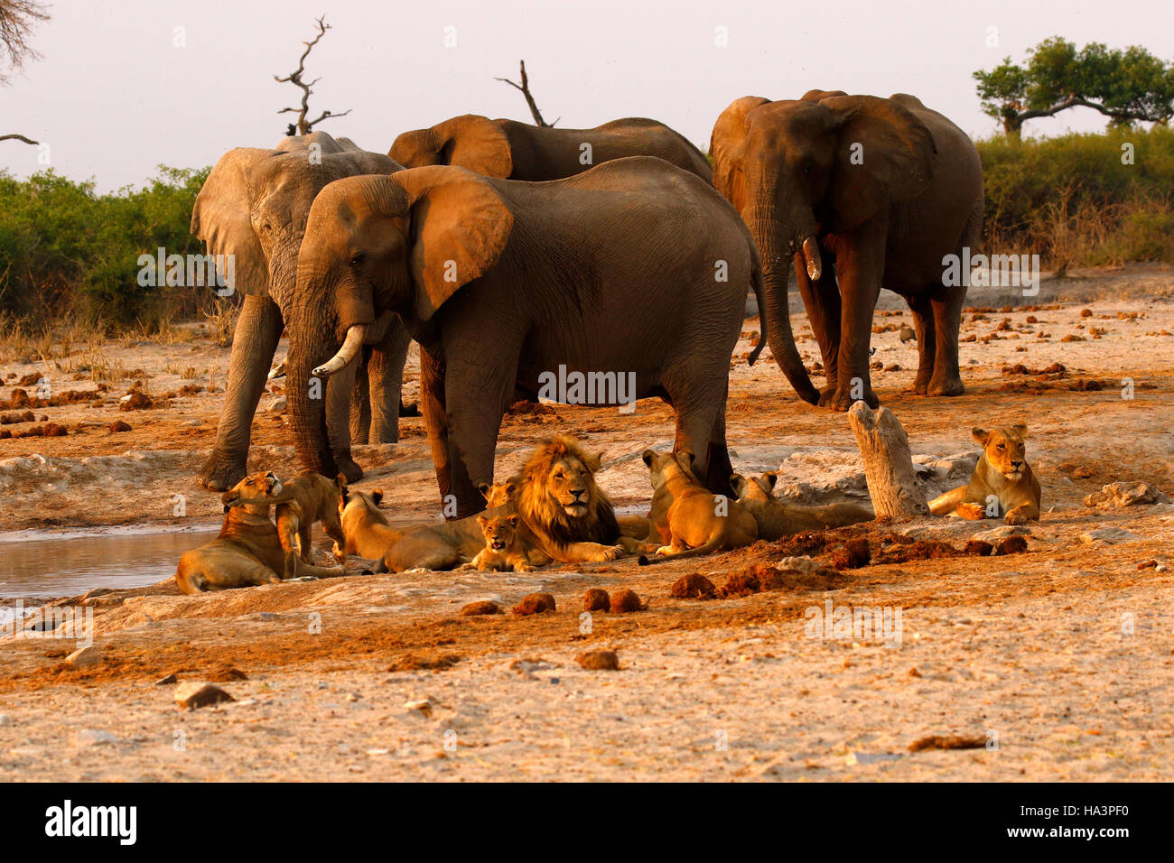 A pride of lions very close to a herd of elephants during a drought at ...