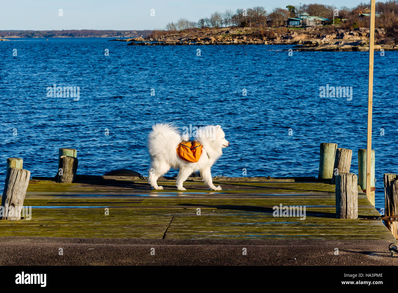 Samoyed hi-res stock photography and images - Alamy