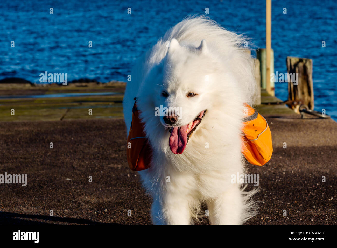 Samoyed hi-res stock photography and images - Alamy