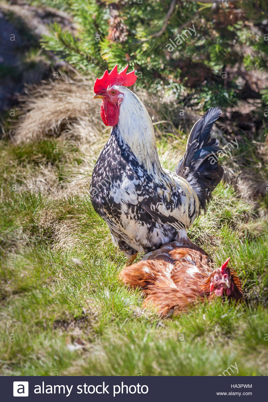 Rooster And Hen High Resolution Stock Photography and Images - Alamy