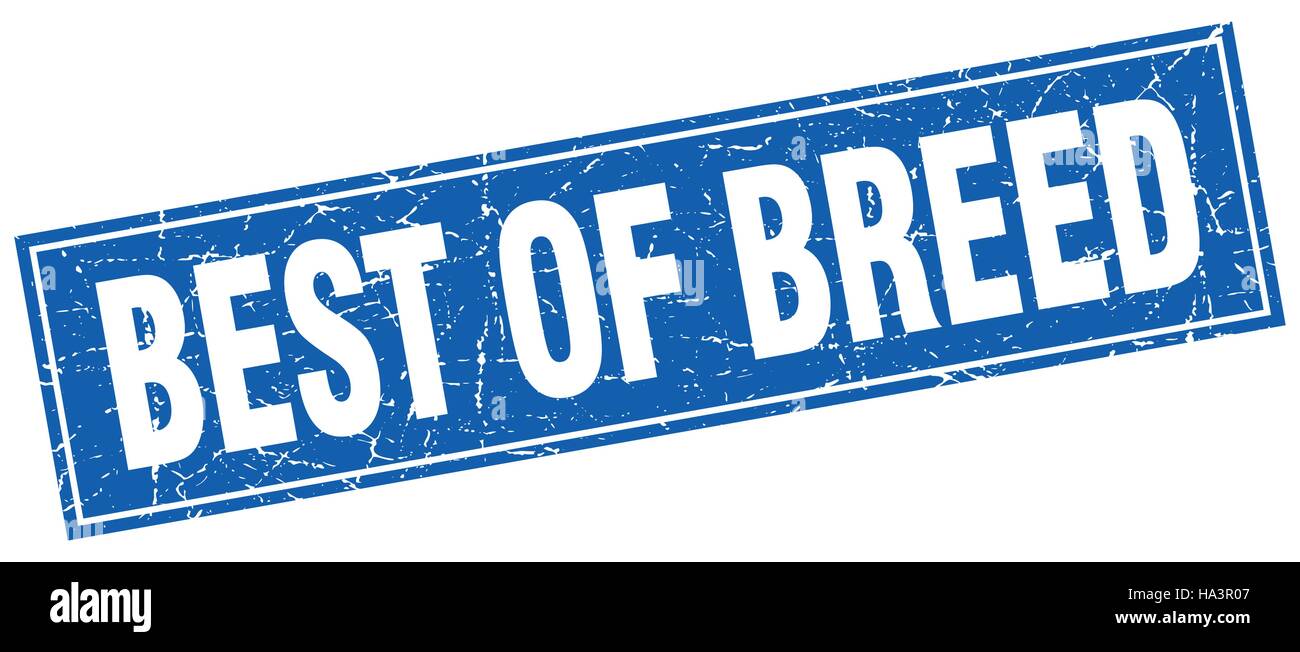 best of breed square stamp Stock Vector Image & Art - Alamy