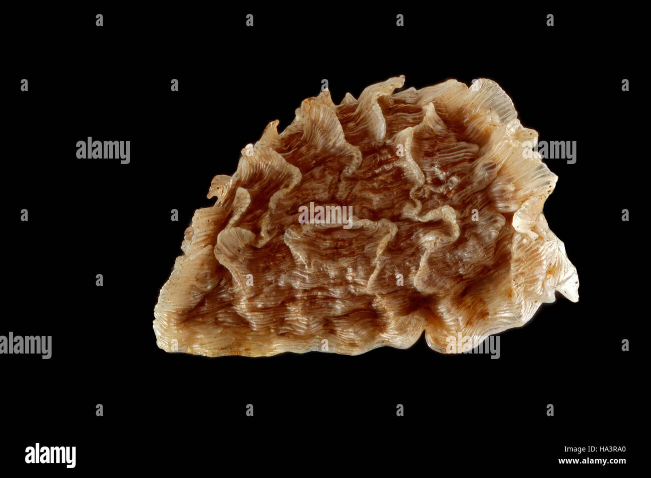 Aconitum barbatum, Monkshood, Bärtiger Eisenhut, seed, close up, seed ...