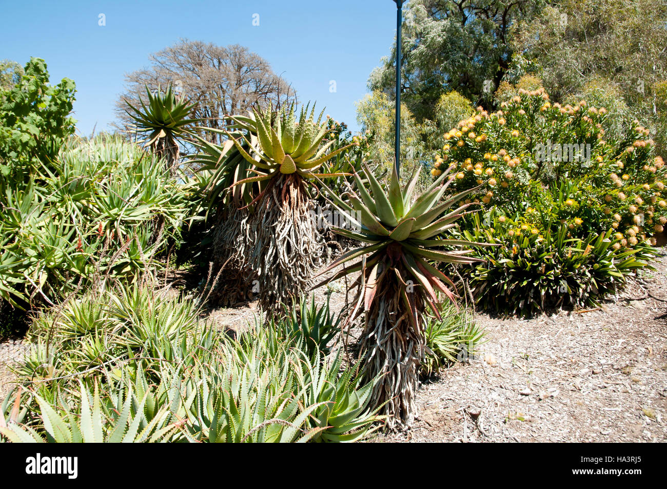 Kings Park Botanical Garden - Perth - Australia Stock Photo - Alamy