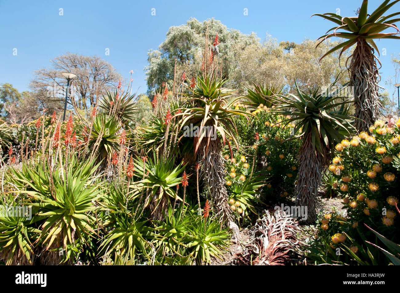 Kings Park Botanical Garden - Perth - Australia Stock Photo - Alamy
