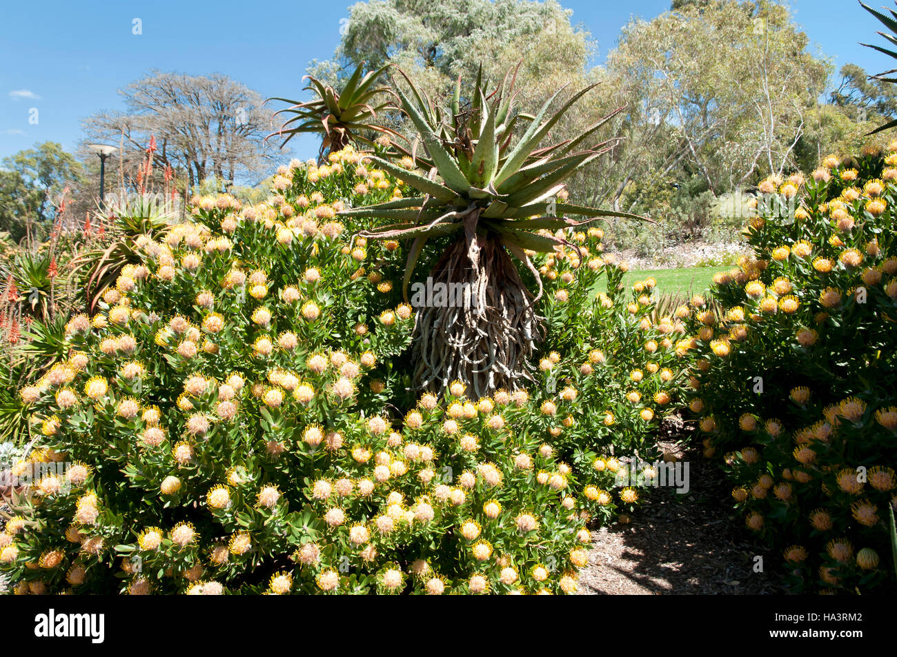 Kings Park Botanical Garden - Perth - Australia Stock Photo - Alamy
