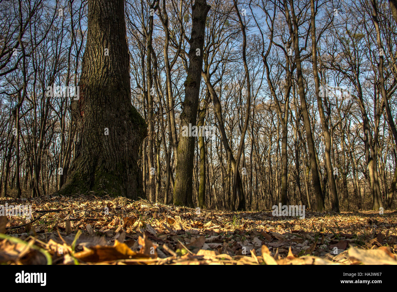 Belgrade, Serbia - Kosutnjak forest-park at autumn Stock Photo - Alamy