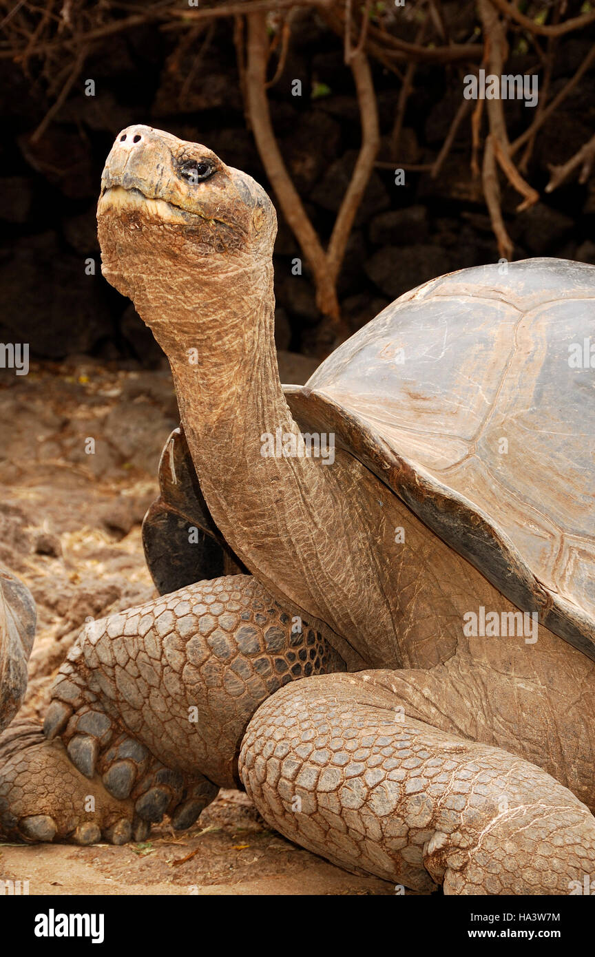Galapagos tortoise or Galapagos Giant Tortoise, (Geochelone ...