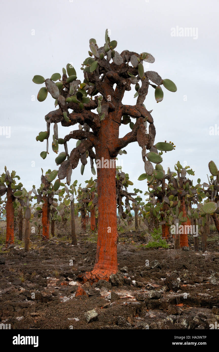 Cactus Tree, (Cactaceae), Galapagos Islands, Ecuador, South America ...