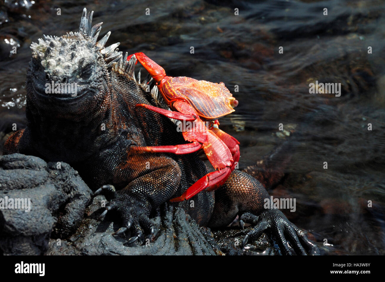 Sally Lightfoot Crab (Grapsus grapsus), Marine Iguana (Amblyrhynchus ...