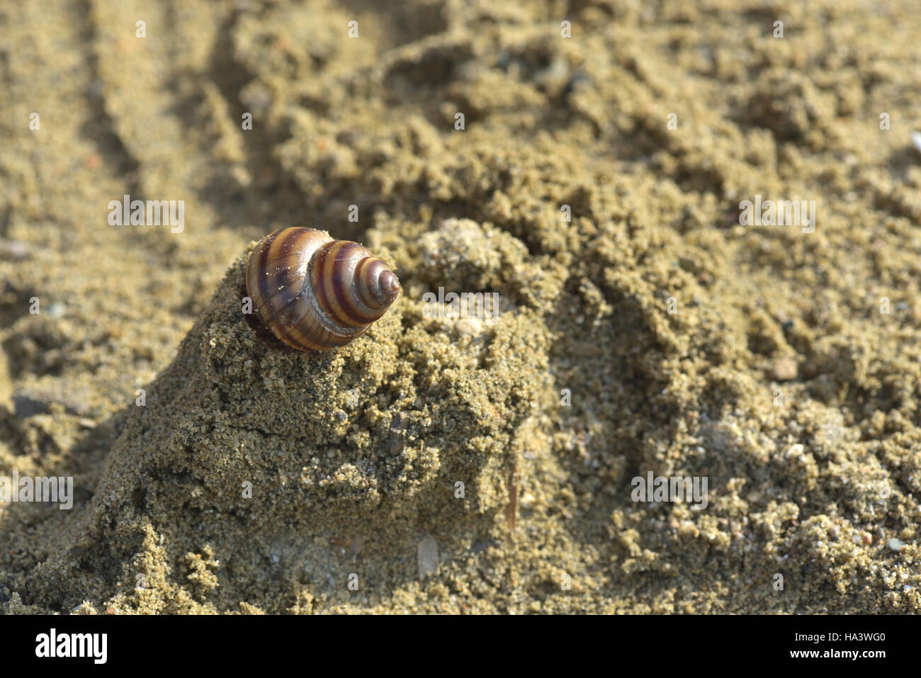 Snail shell in the sand on beach background at sunset Stock Photo - Alamy