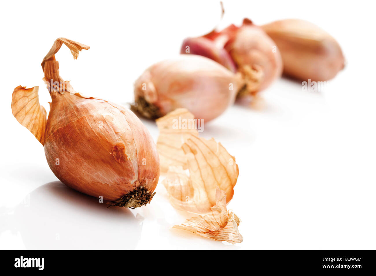 Shallot allium ascalonium hi-res stock photography and images - Alamy