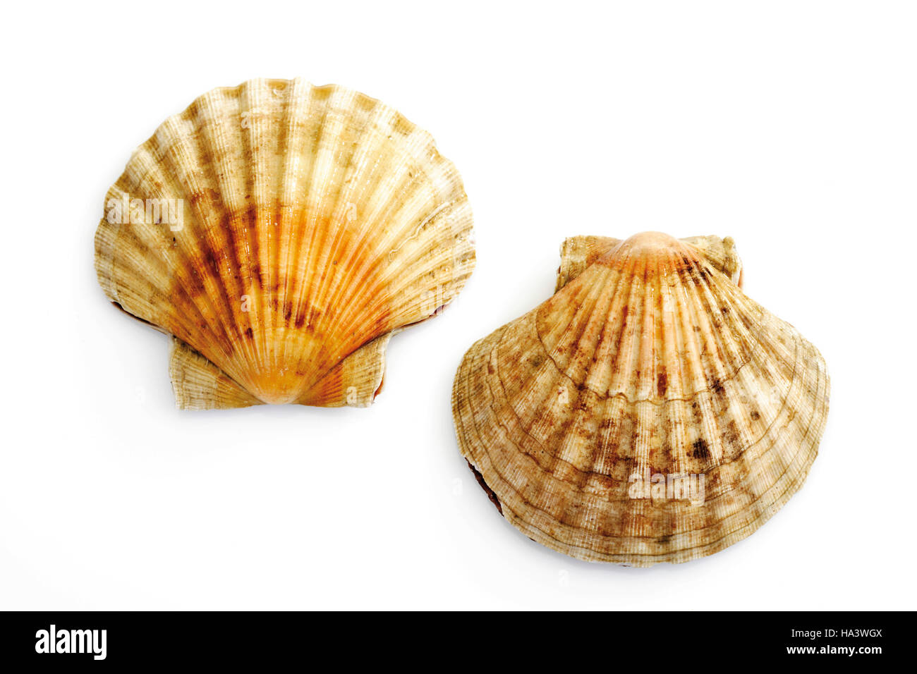 Venus clam hi-res stock photography and images - Alamy