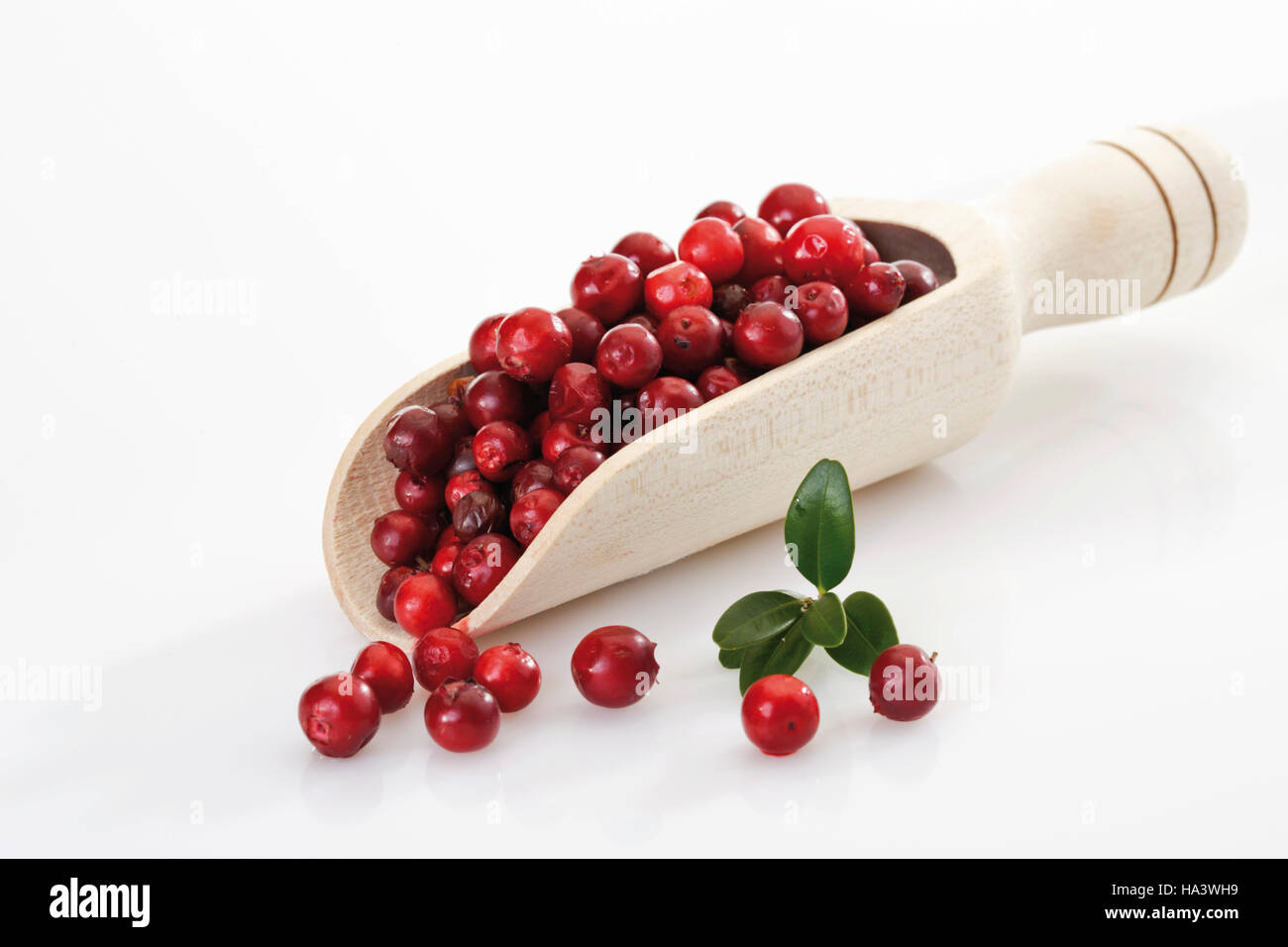 Foxberry hi-res stock photography and images - Alamy