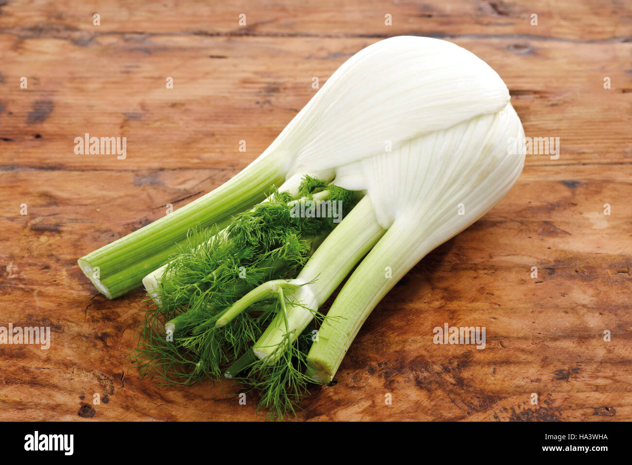 Fennel (Foeniculum vulgare Stock Photo - Alamy