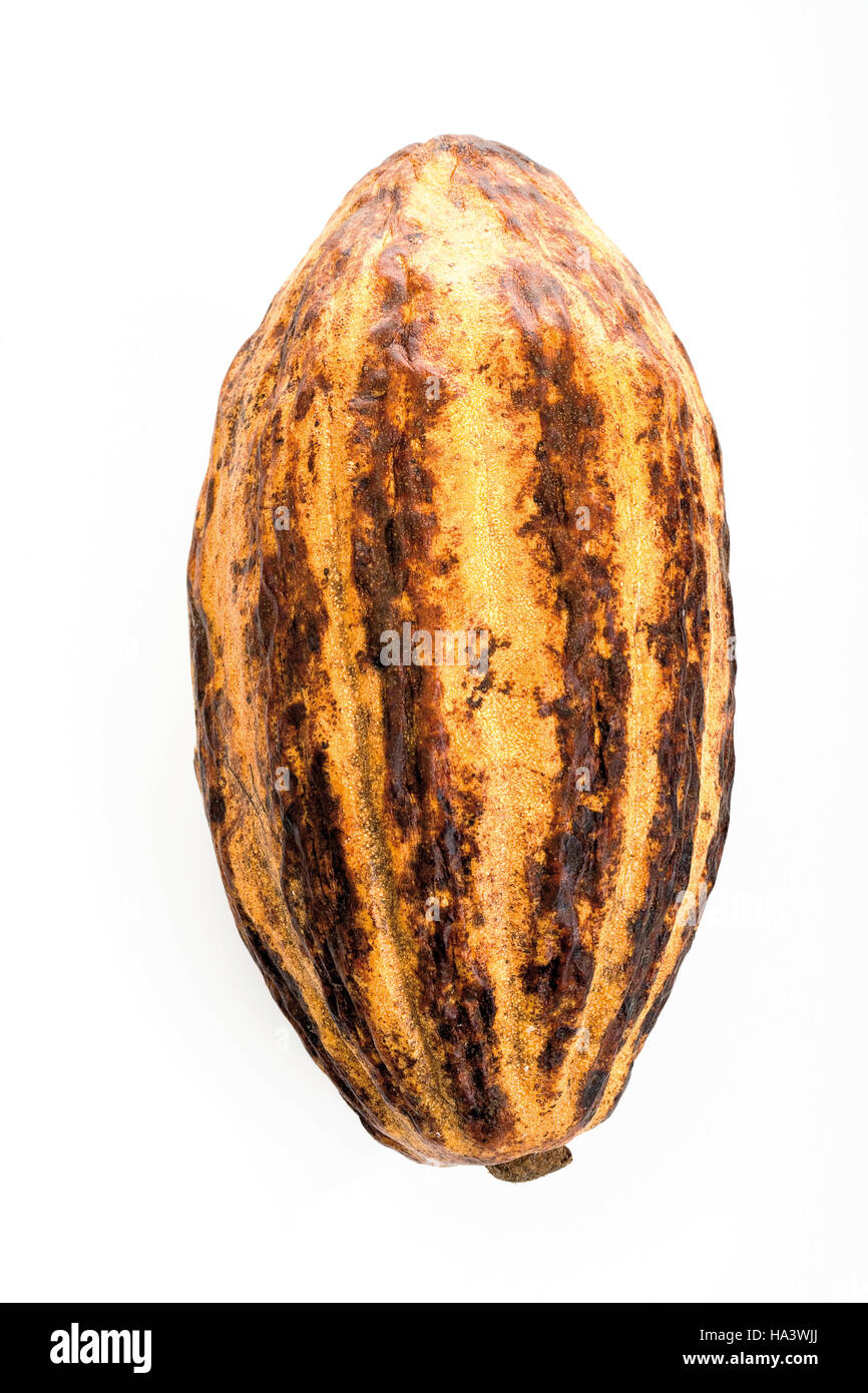 Cocoa pod cut out hi-res stock photography and images - Alamy