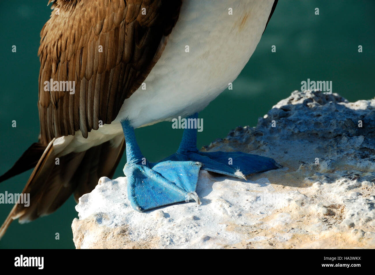 Blue-footed Booby (Sula nebouxii), Galapagos Islands, Ecuador, South ...