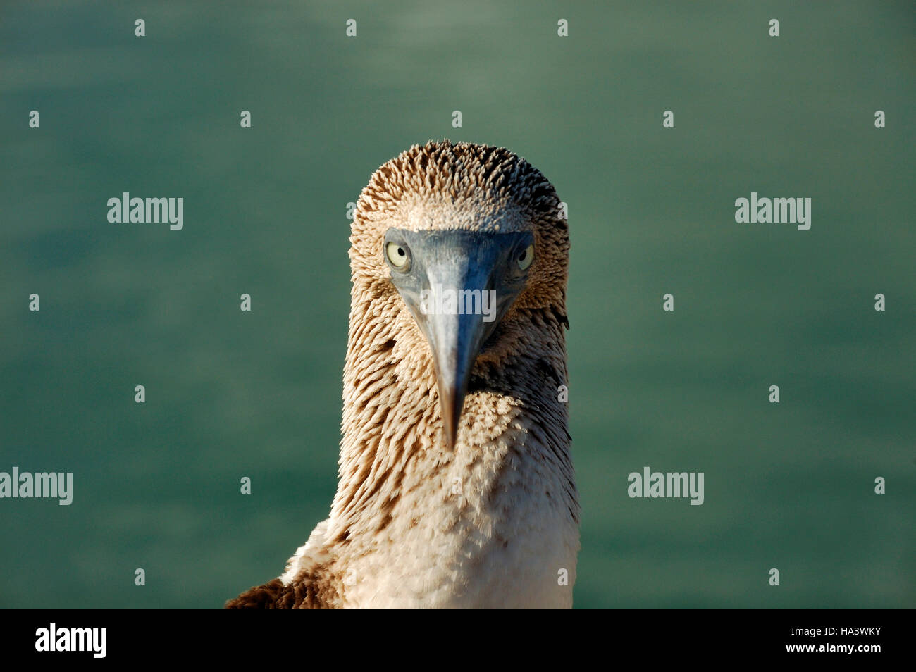 Blue-footed Booby (Sula nebouxii), Galapagos Islands, Ecuador, South ...