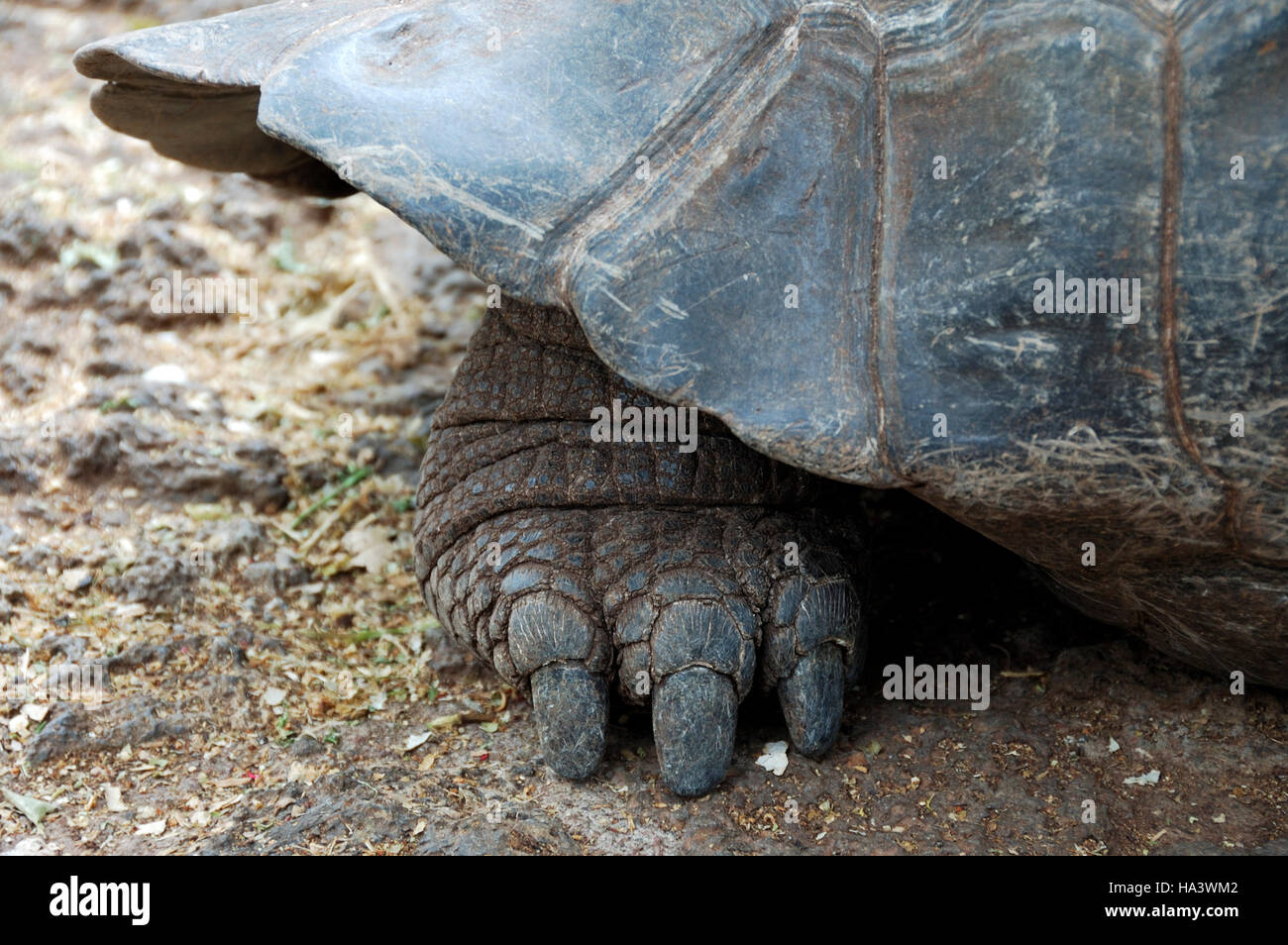 Galapagos Tortoise or Galapagos Giant Tortoise (Geochelone elephantopus ...