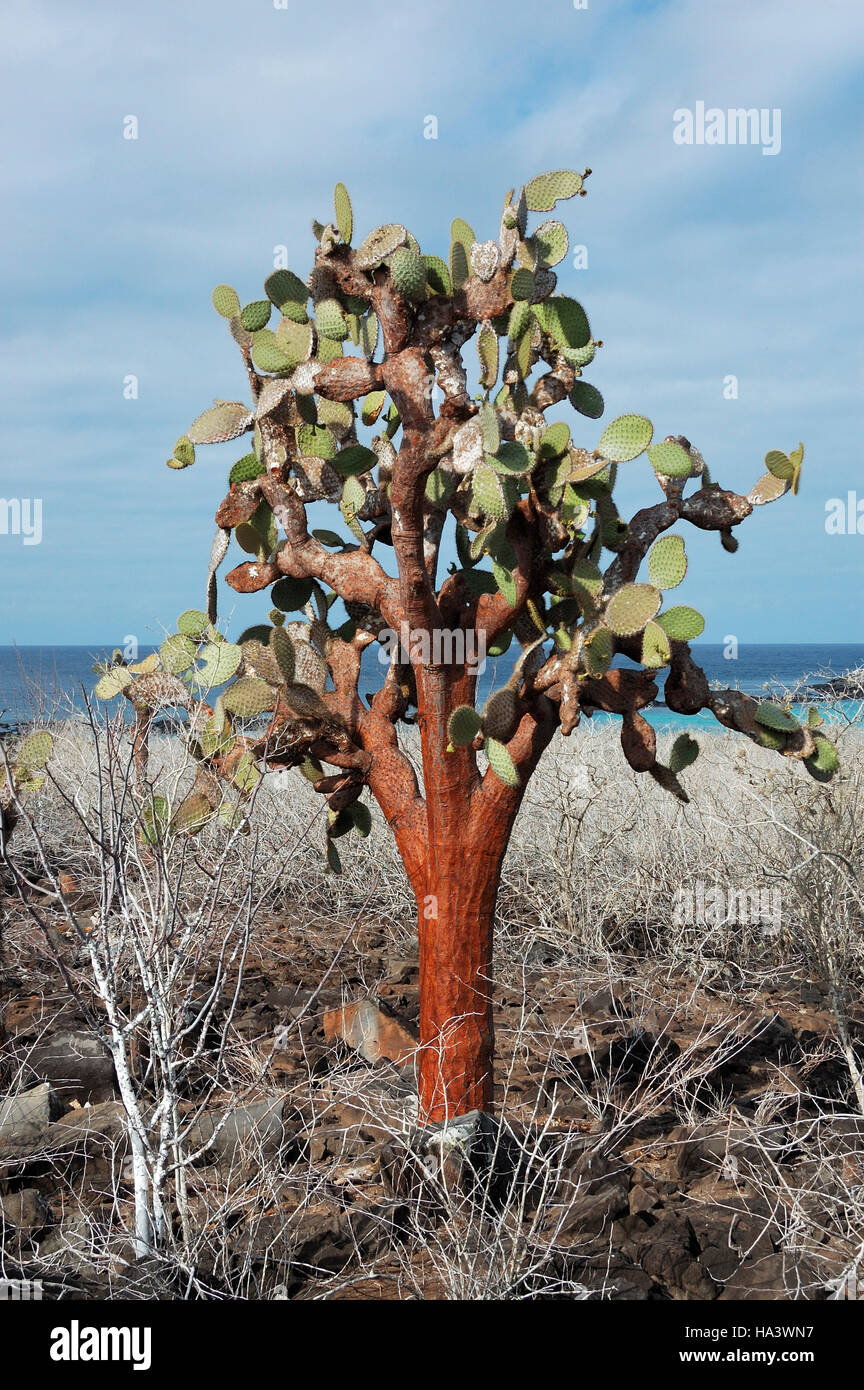 Cactus Tree (Cactaceae), Galapagos Islands, Ecuador, South America ...