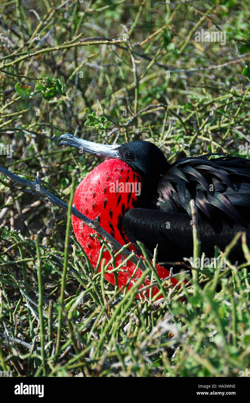 Great Frigate or Man of War Bird (Fregate minor), Galapagos Islands ...