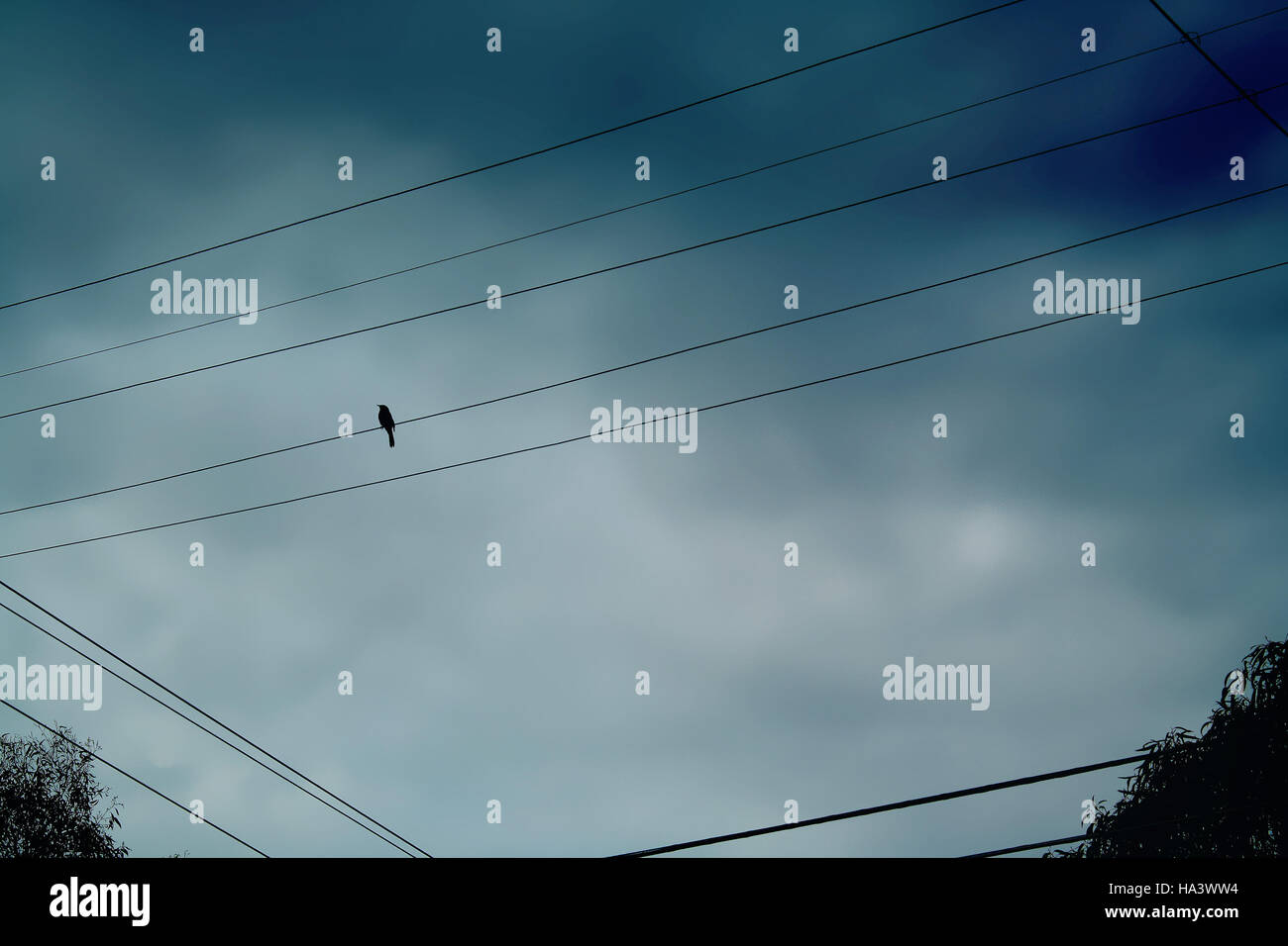 Bird on a power line against the sky Stock Photo - Alamy