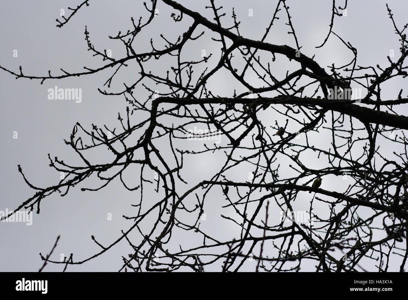 Winter tree branches without leaves hi-res stock photography and images ...